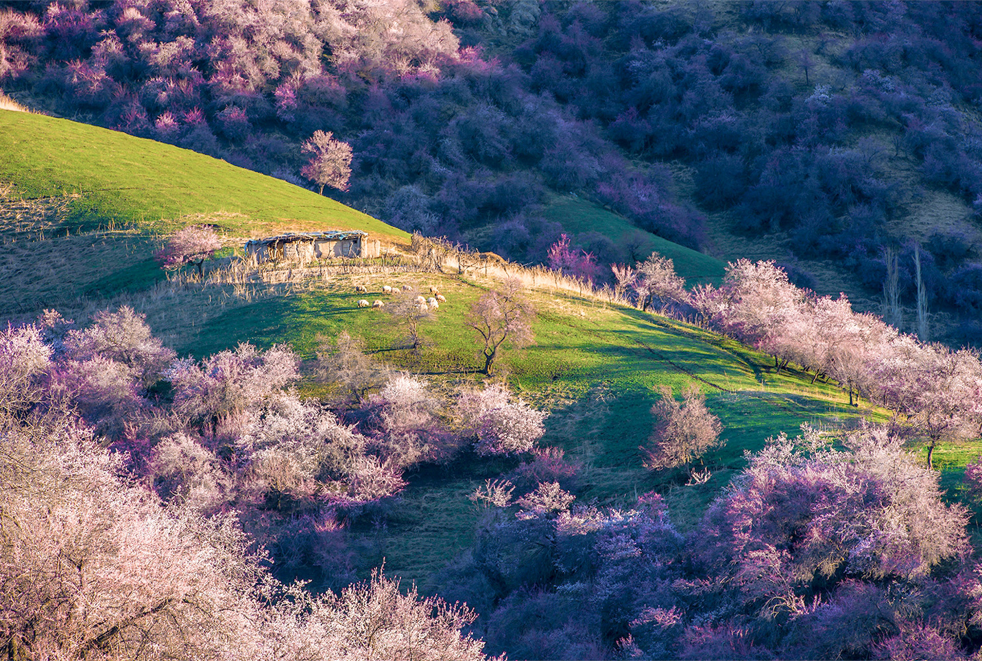 新疆伊犁杏花吐尔根杏花沟+大西沟杏花谷露营8日旅行